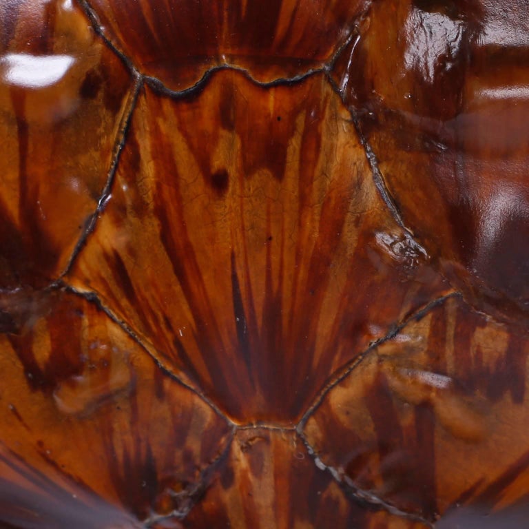 Antique Turtle or Tortoise Shell at 1stDibs | tortoise shell for sale ...