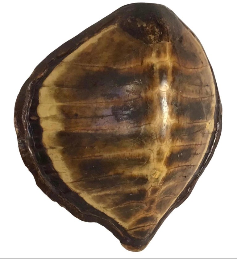 Antique Turtle Shell Carapace For Sale at 1stDibs