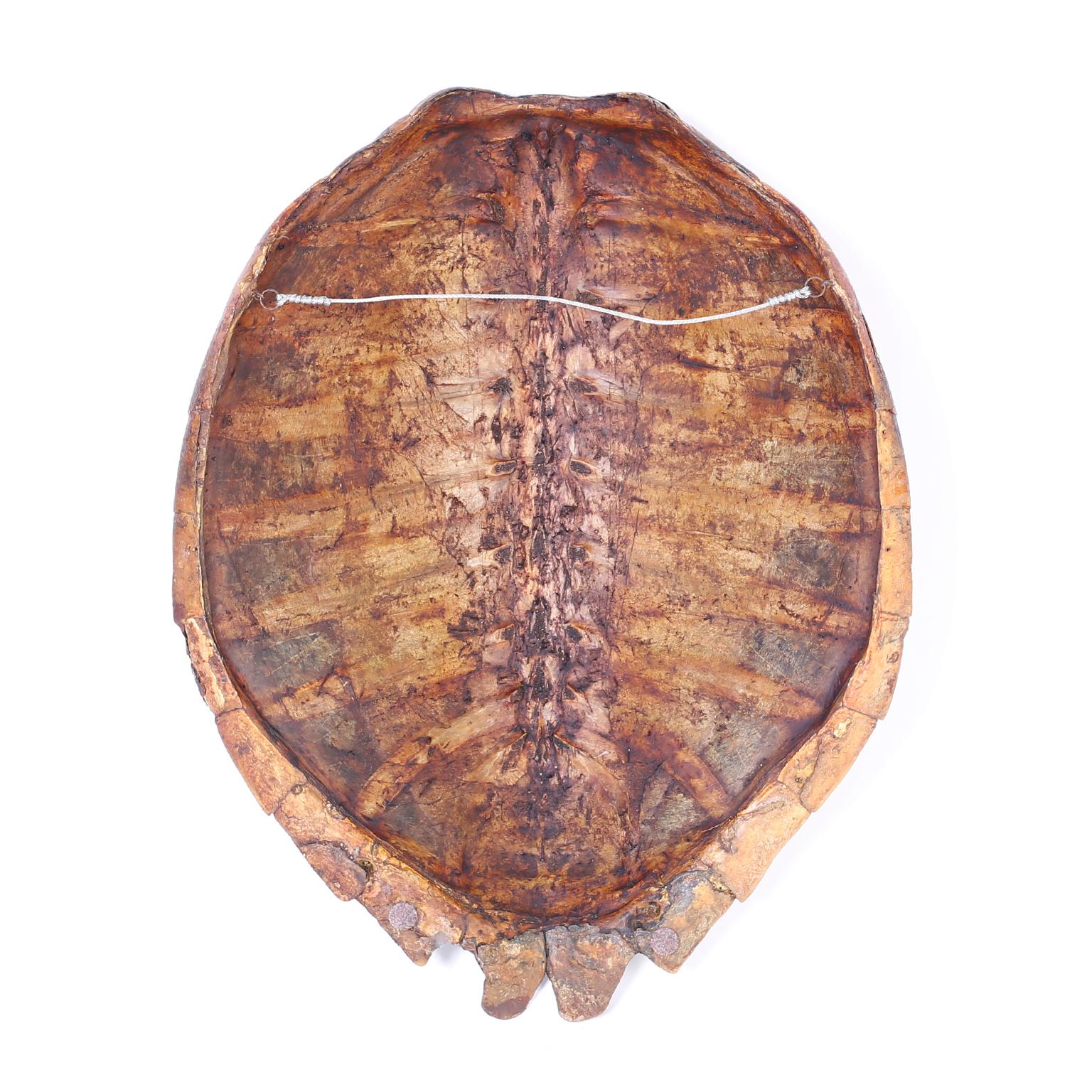 Antique Turtle Shell at 1stDibs