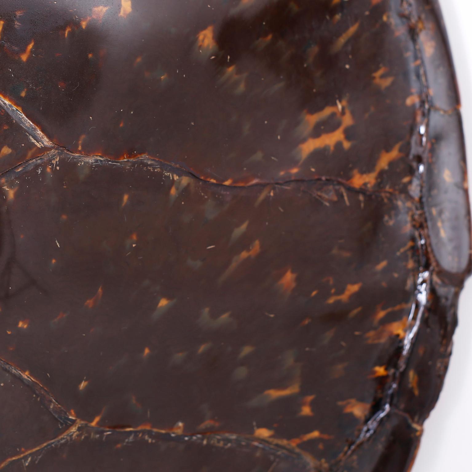 Antique Turtle Shell at 1stDibs