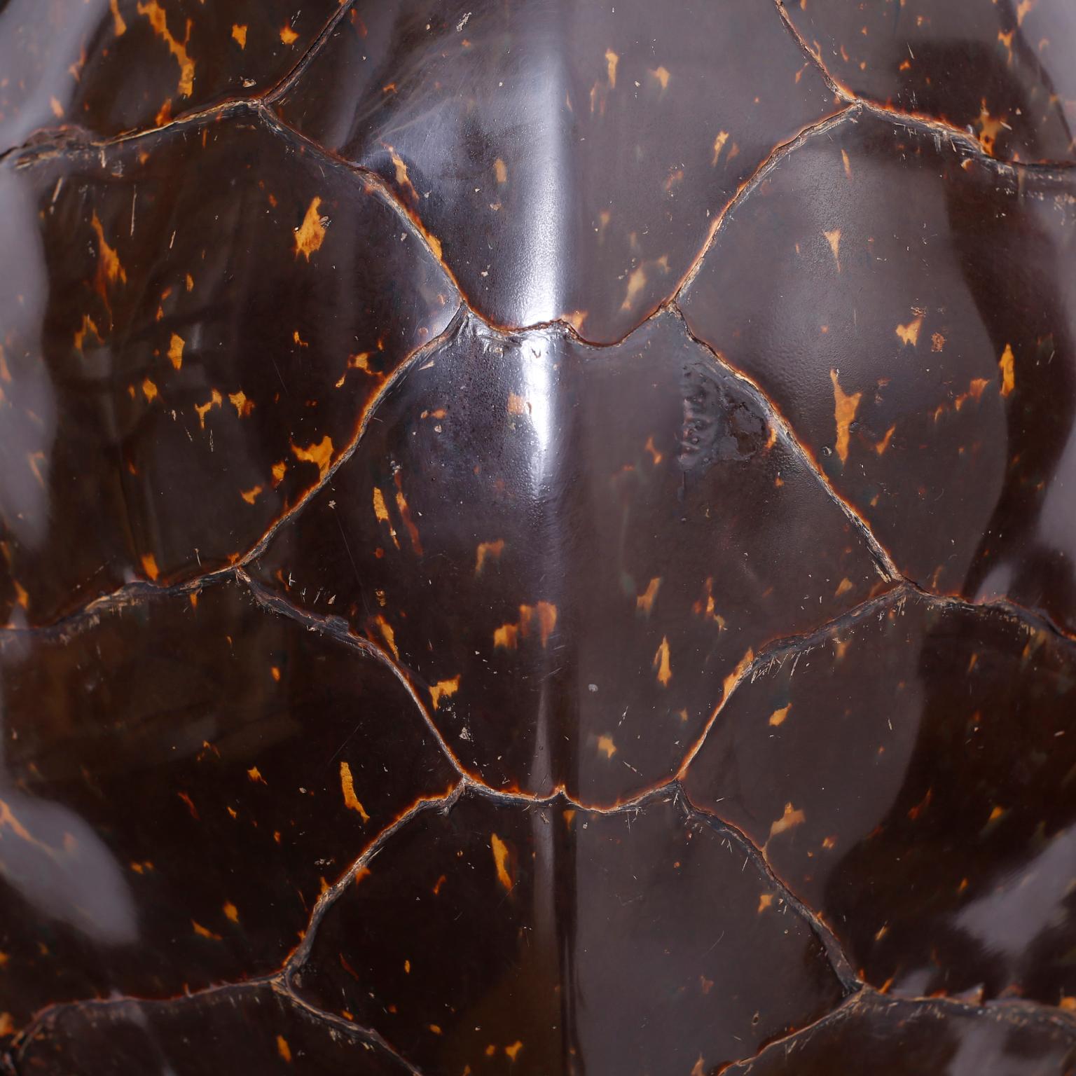 Antique Turtle Shell at 1stDibs