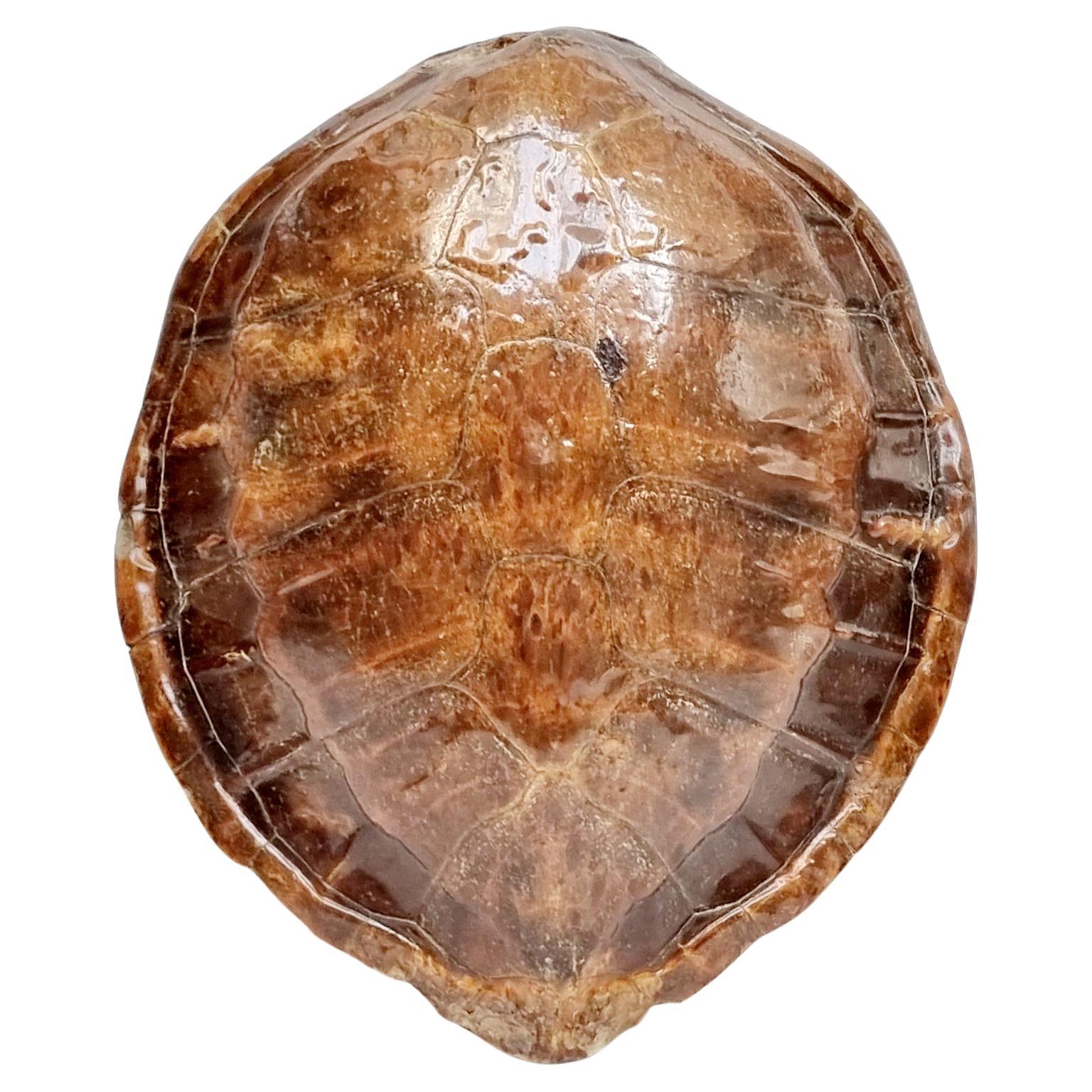 Antique Turtle Shell For Sale at 1stDibs