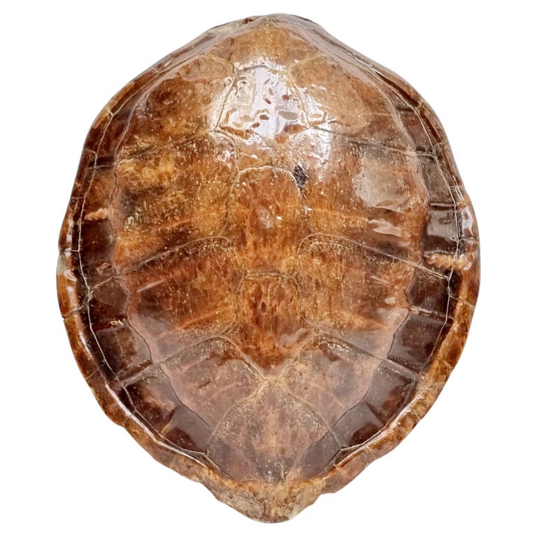 Antique Turtle Shell For Sale at 1stDibs
