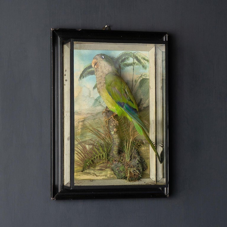 Antique Victorian Taxidermy Quaker Parrot in Case, 19th Century Monk ...