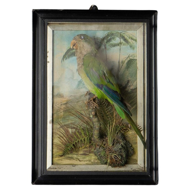 Antique Victorian Taxidermy Quaker Parrot in Case, 19th Century Monk ...