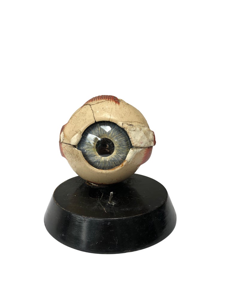 Antique Vintage Anatomical Hand Painted Plaster Papier-mâché Model of ...