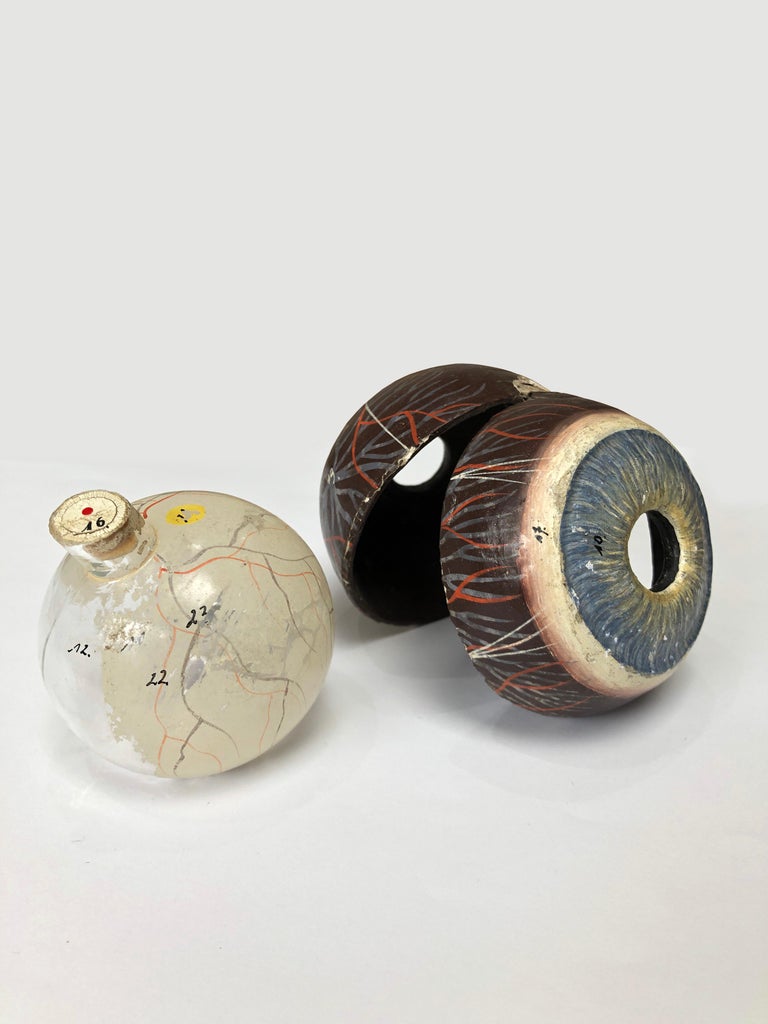 Antique Vintage Anatomical Hand Painted Plaster Papier-mâché Model of ...