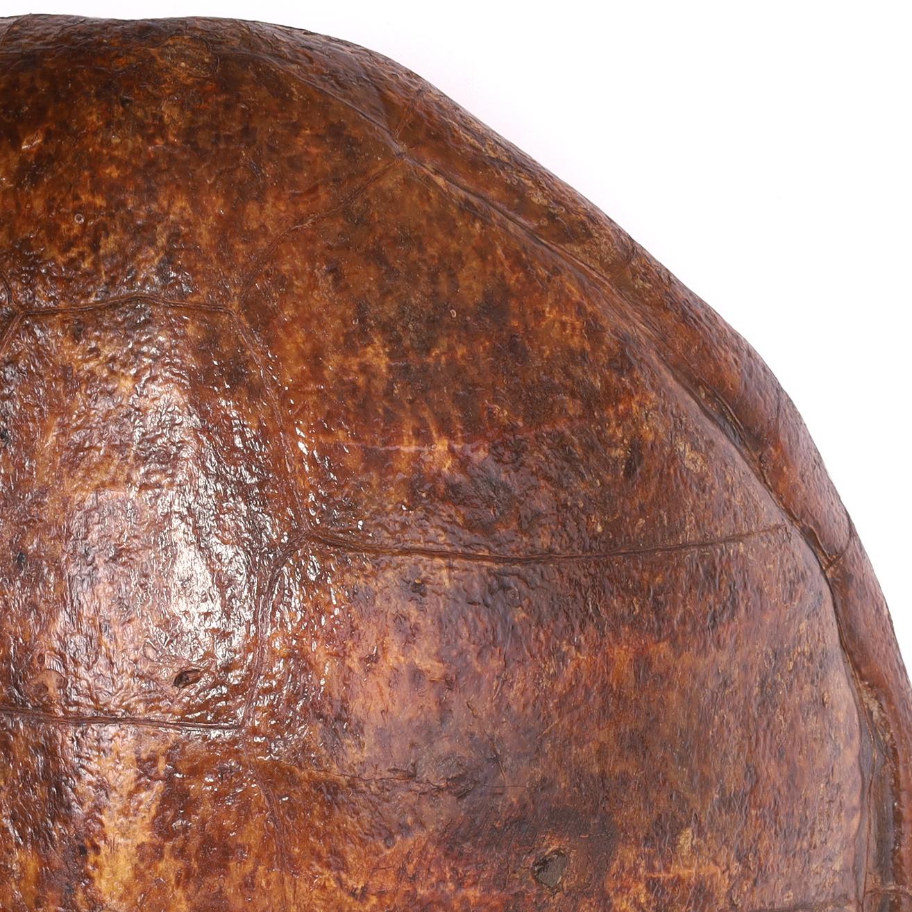 Antique Wall Mount Turtle Shell For Sale at 1stDibs