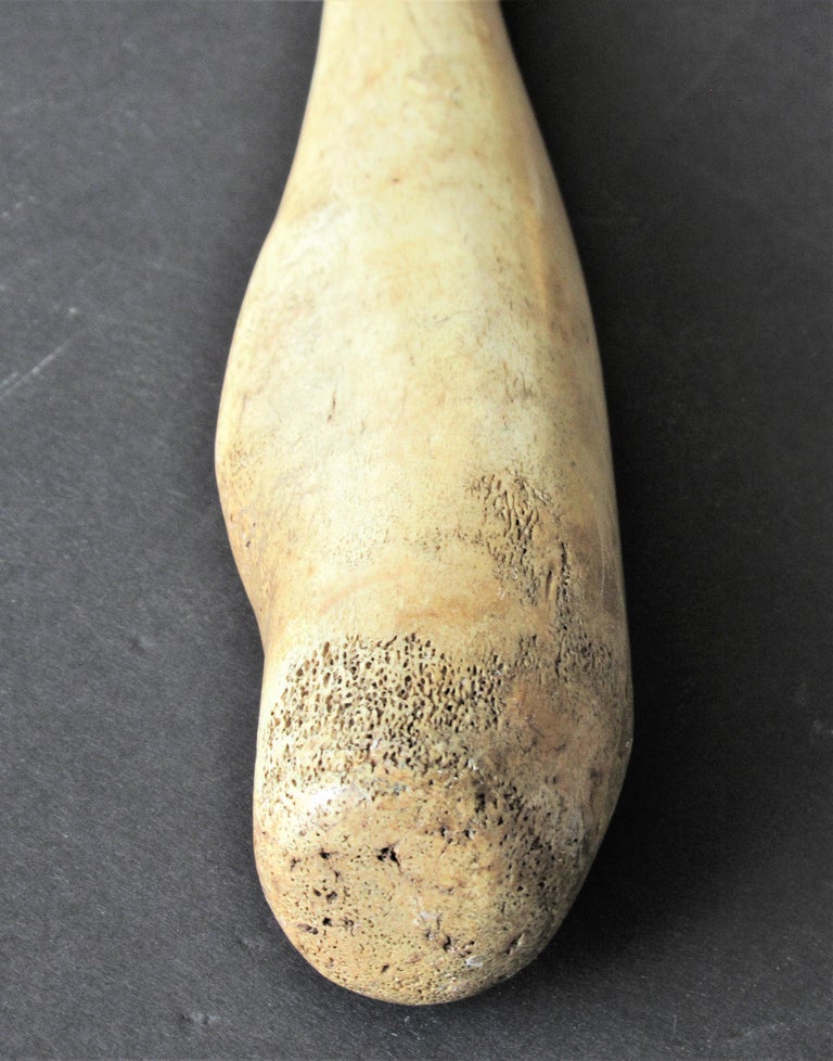Antique Walrus "Oosik" Fossil Bone Specimen at 1stDibs