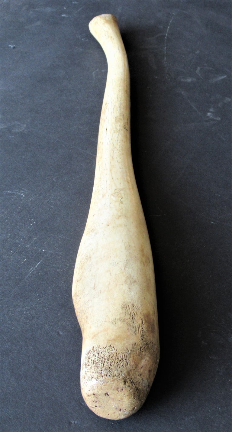 Antique Walrus "Oosik" Fossil Bone Specimen at 1stDibs