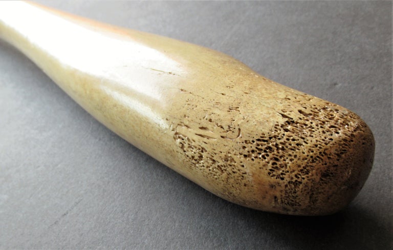 Antique Walrus "Oosik" Fossil Bone Specimen at 1stDibs