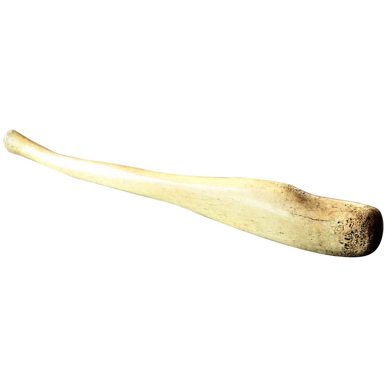 Antique Walrus "Oosik" Fossil Bone Specimen at 1stDibs