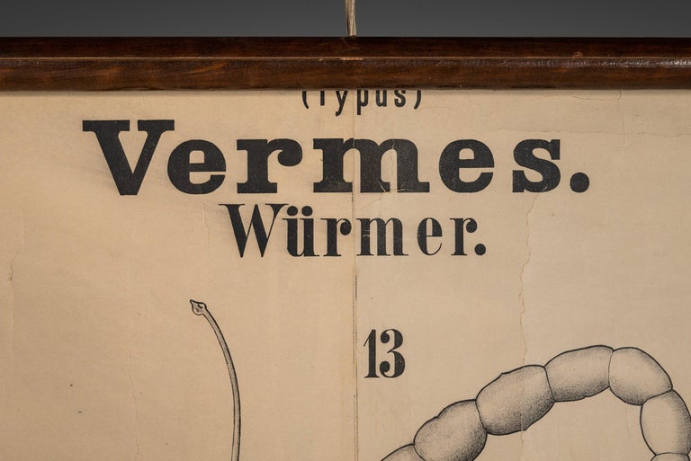 Antique "Würmer" Worm Wall Chart by Rudolf Leuckart, 1885 For Sale at ...