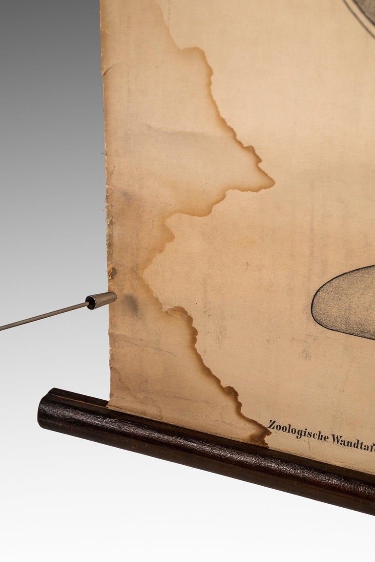 Antique "Würmer" Worm Wall Chart by Rudolf Leuckart, 1885 For Sale at ...