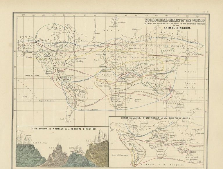 Antique Zoological Chart of the World, 1854 For Sale at 1stDibs