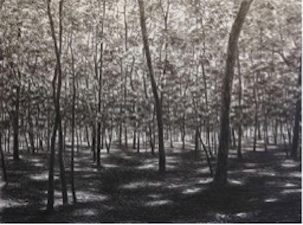April Gornik - Forest Light (BLACK AND WHITE ETHEREAL FOREST LANDSCAPE ...