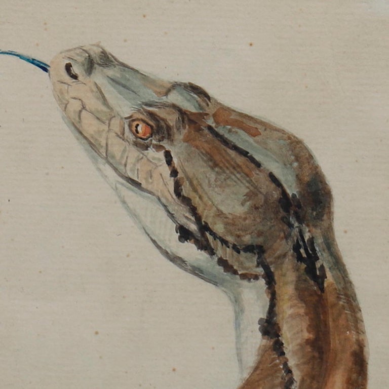 Aquarelle of a Reticulated Python from Copenhagen Zoo Early 1900th ...