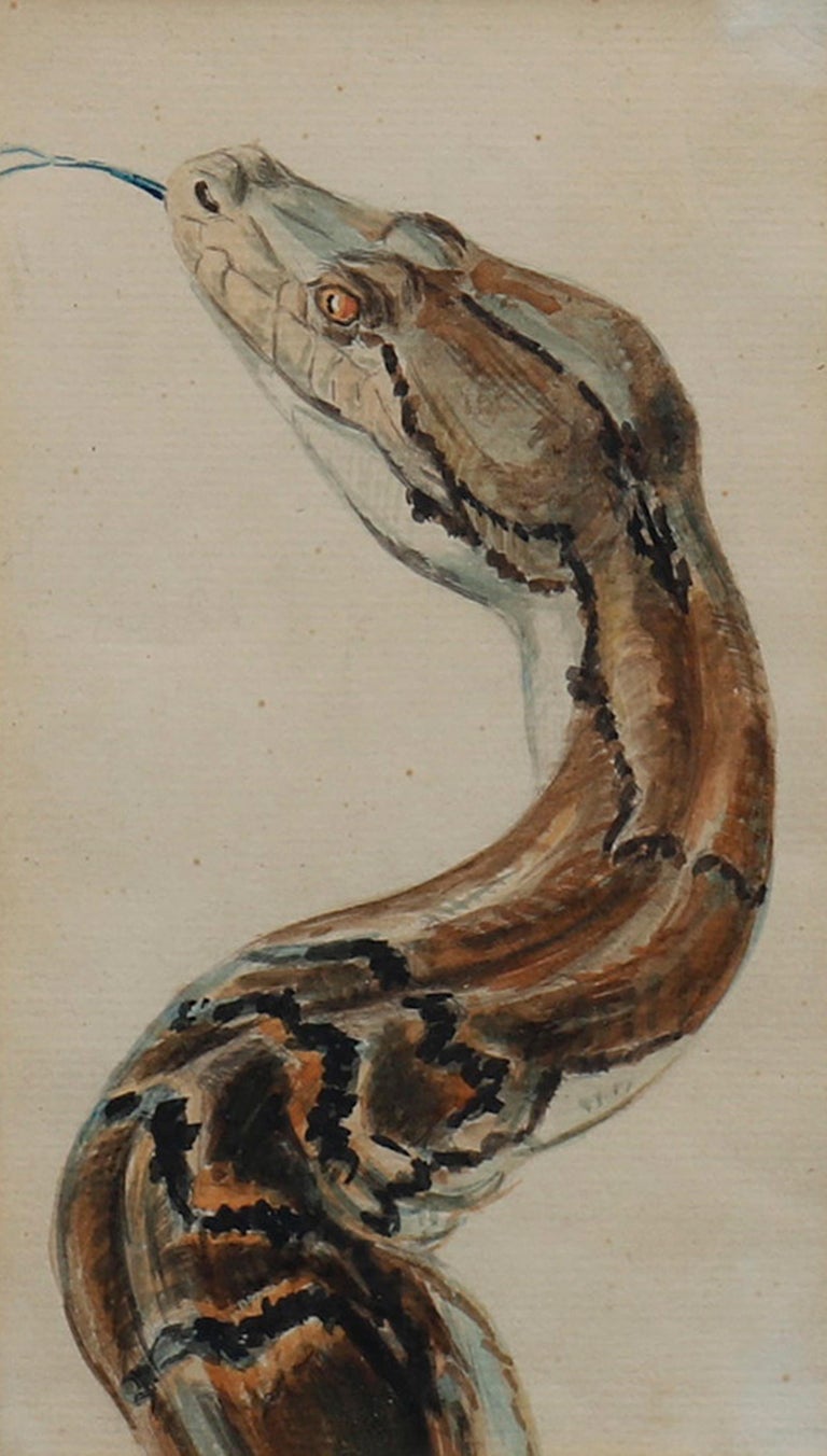 Aquarelle of a Reticulated Python from Copenhagen Zoo Early 1900th ...