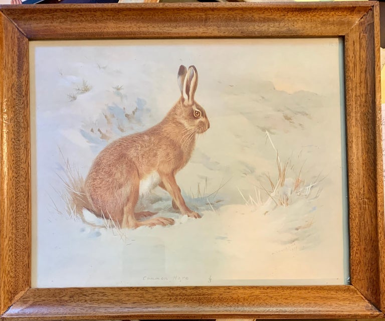 Archibald Thorburn - English early 20th century, A Common Hare in a ...