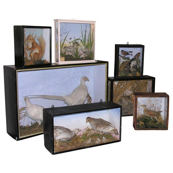 Antique British Taxidermy Shadow Boxes at 1stDibs