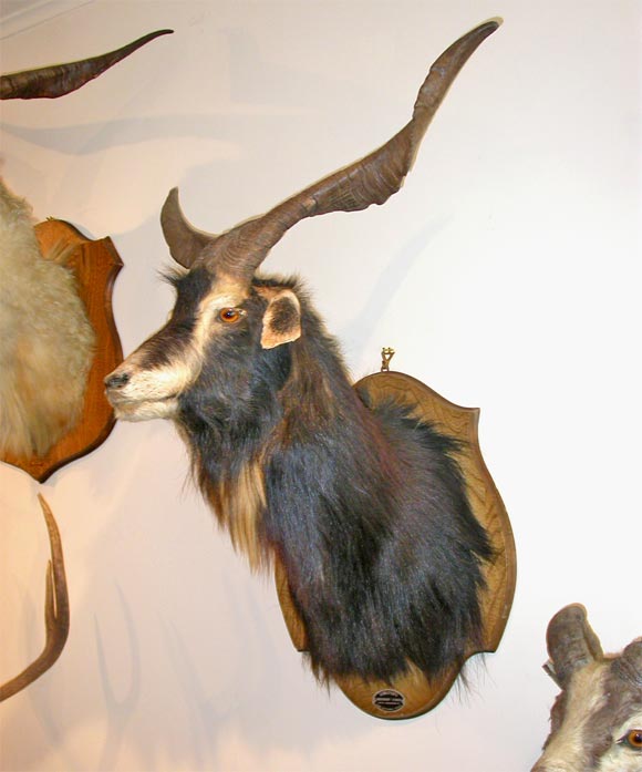 Group of Spectacular Taxidermy Mounts For Sale at 1stDibs