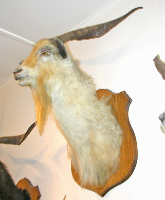 Group of Spectacular Taxidermy Mounts For Sale at 1stDibs