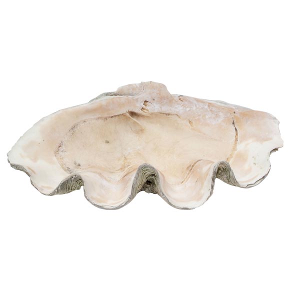 Monumental Clam Shell at 1stDibs