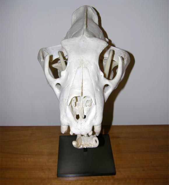 Lion Skull For Sale at 1stDibs