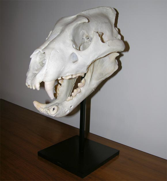 Lion Skull For Sale at 1stDibs