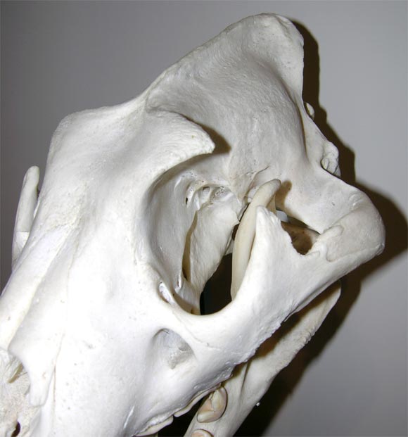 Lion Skull For Sale at 1stDibs