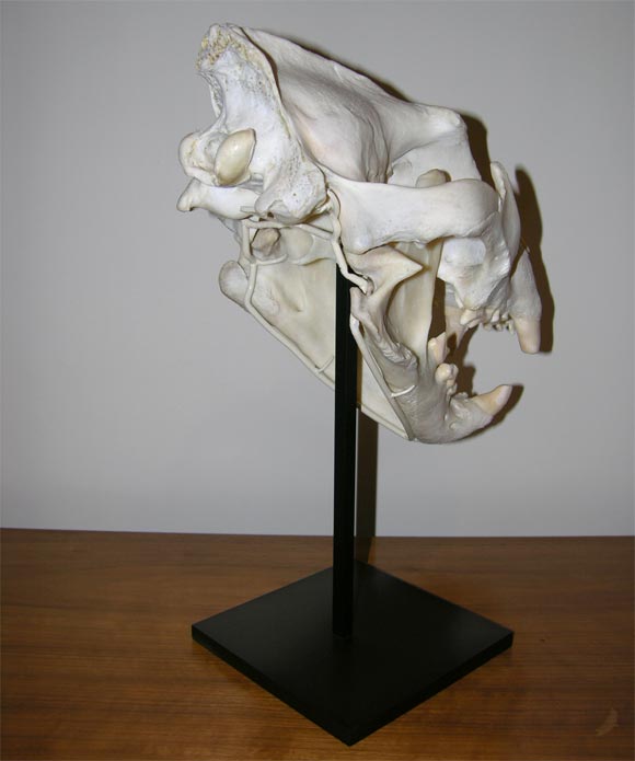 Lion Skull For Sale at 1stDibs