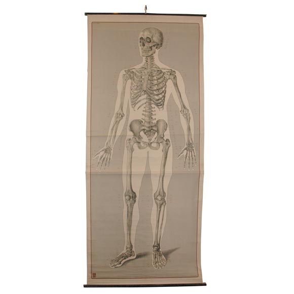 Rare educational plate of a skeleton. at 1stDibs