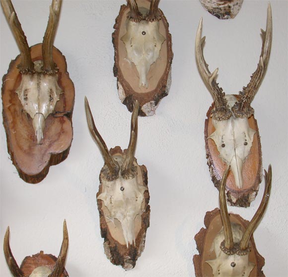 Assorted Small Black Forest Roe Buck Mounts For Sale at 1stDibs | small ...