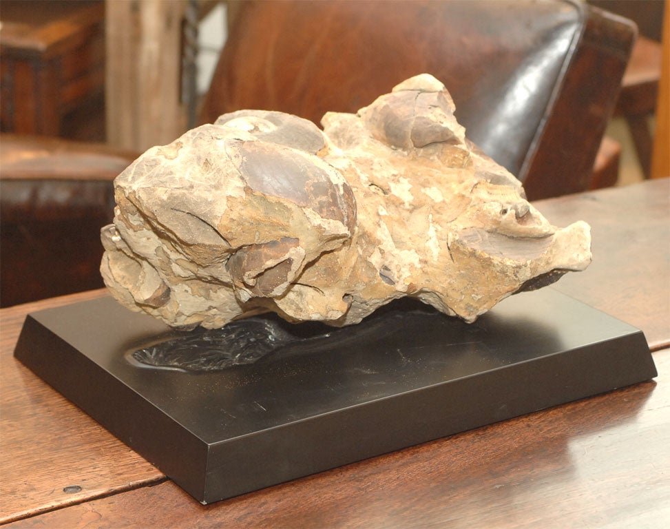 Fossil Matrix at 1stDibs