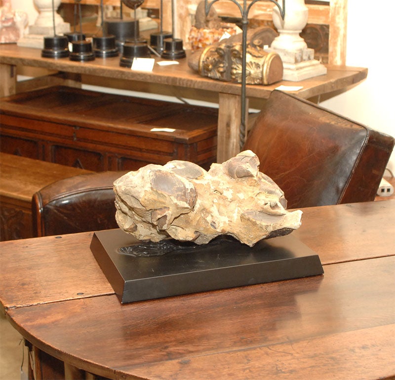 Fossil Matrix at 1stDibs