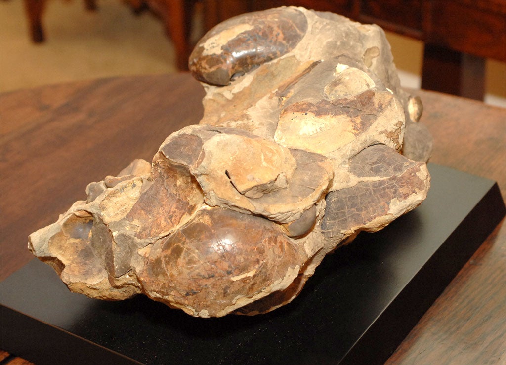Fossil Matrix at 1stDibs