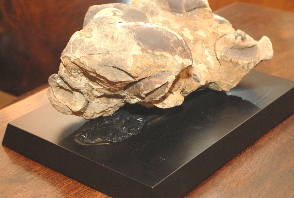 Fossil Matrix at 1stDibs