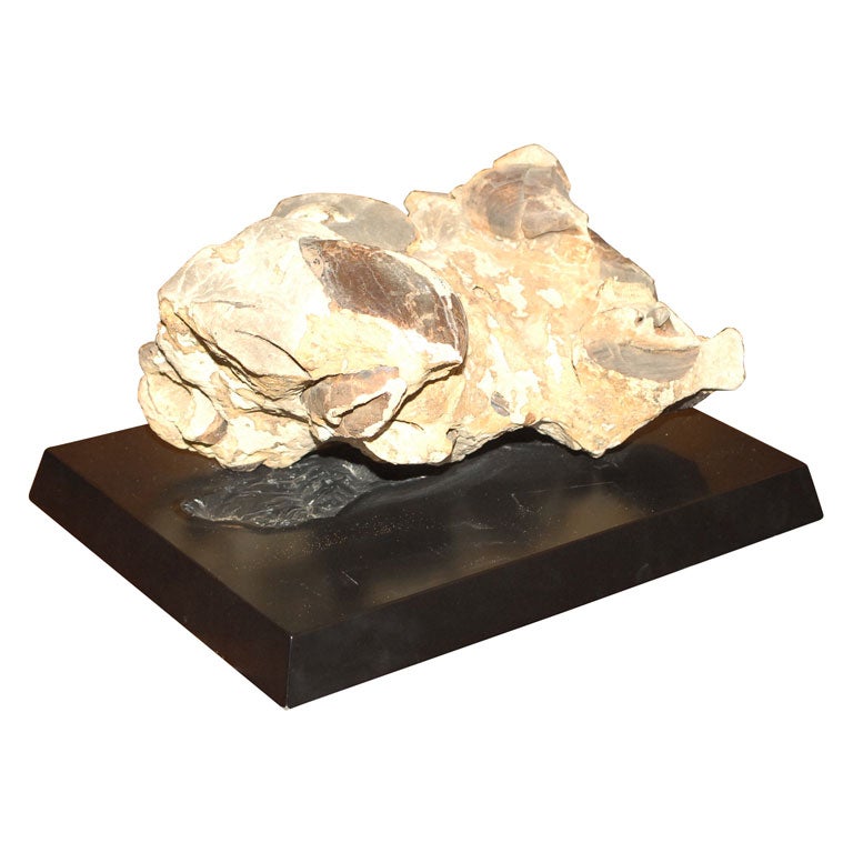 Fossil Matrix at 1stDibs