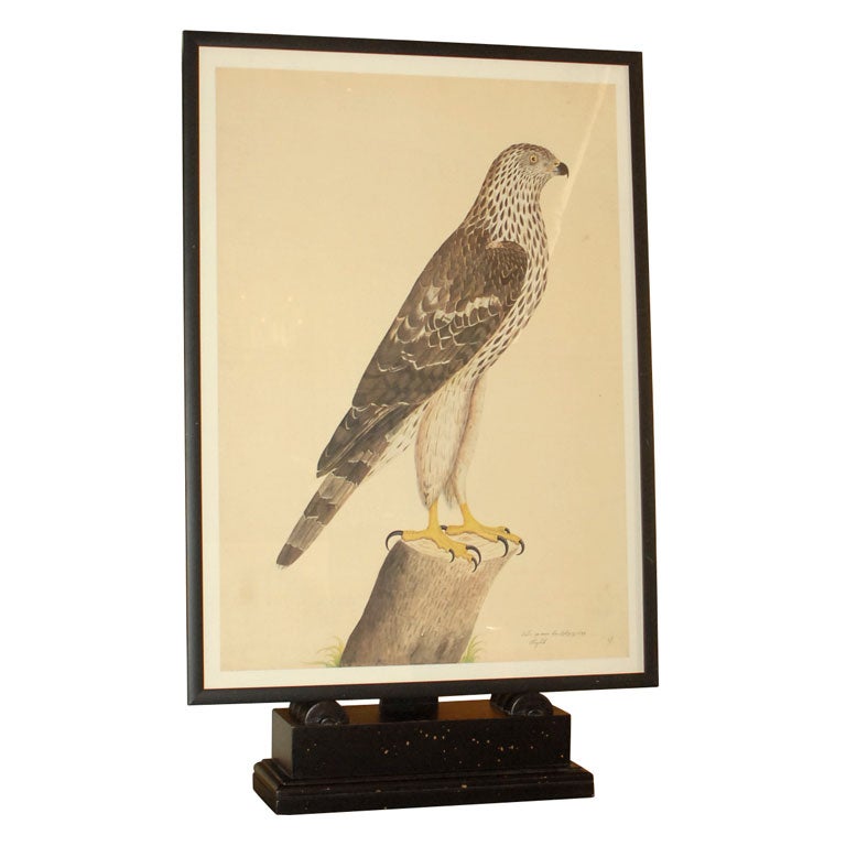 Falcon Print at 1stDibs