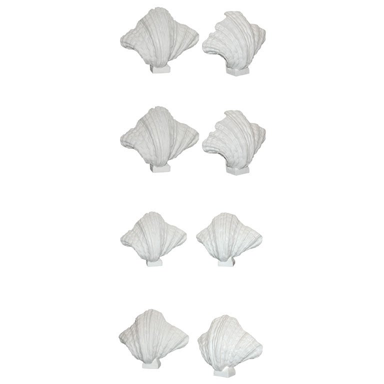 French Plaster Shell Sconces at 1stDibs