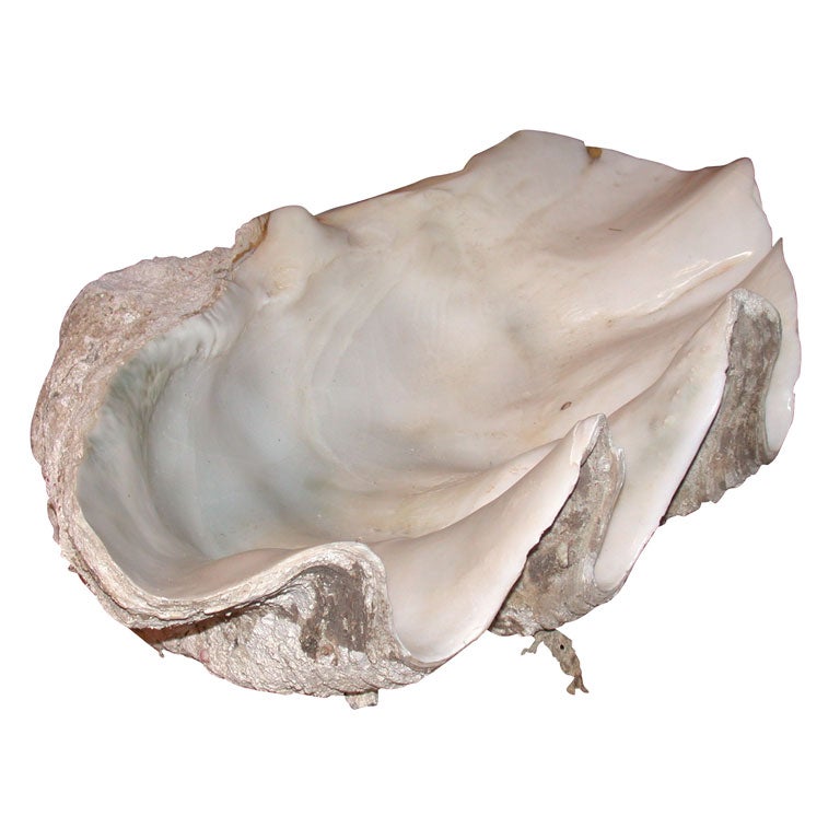 Giant Indonesian Clam Shell at 1stDibs