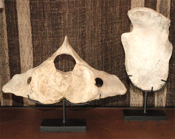 Vintage Whale Bones Mounted on Stands at 1stDibs
