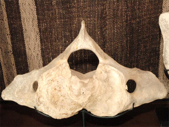 Vintage Whale Bones Mounted on Stands at 1stDibs