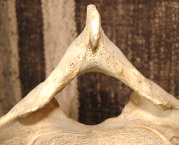 Vintage Whale Bones Mounted on Stands at 1stDibs