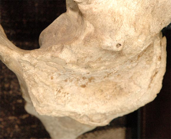 Vintage Whale Bones Mounted on Stands at 1stDibs