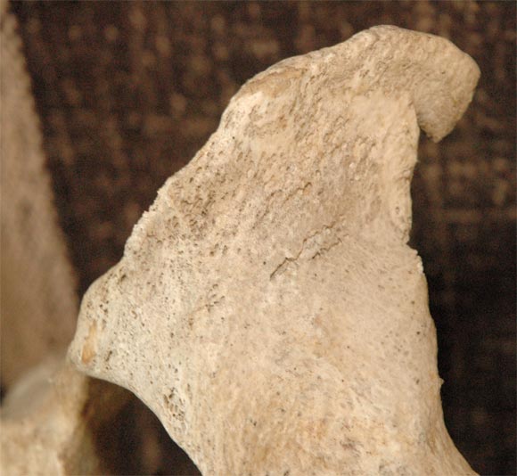 Vintage Whale Bones Mounted on Stands at 1stDibs
