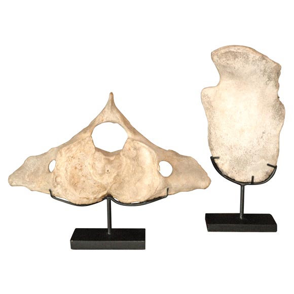 Vintage Whale Bones Mounted on Stands at 1stDibs