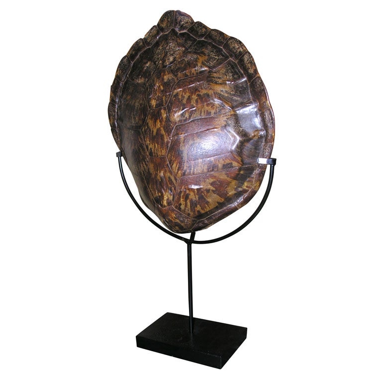 Large Vintage Tortoise Shell Mounted on Stand at 1stDibs