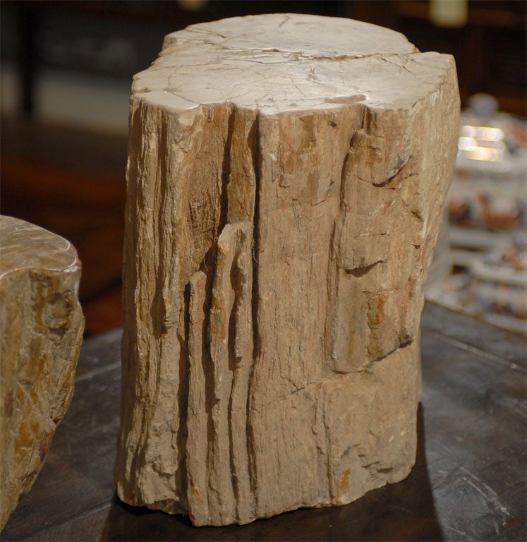 Natural petrified wood sculptures at 1stDibs