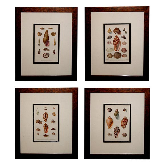 A Well-Executed Set of Four English Shell Lithographs at 1stDibs
